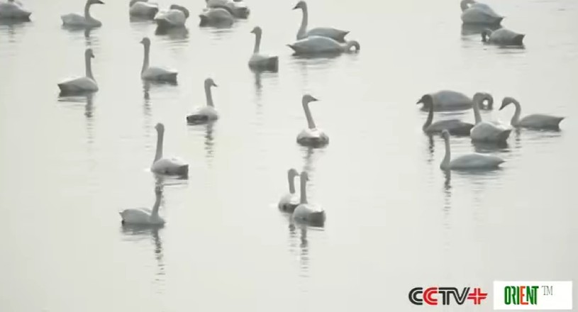 Over 10,000 Swans Arrive to Winter in Jiangxi, China